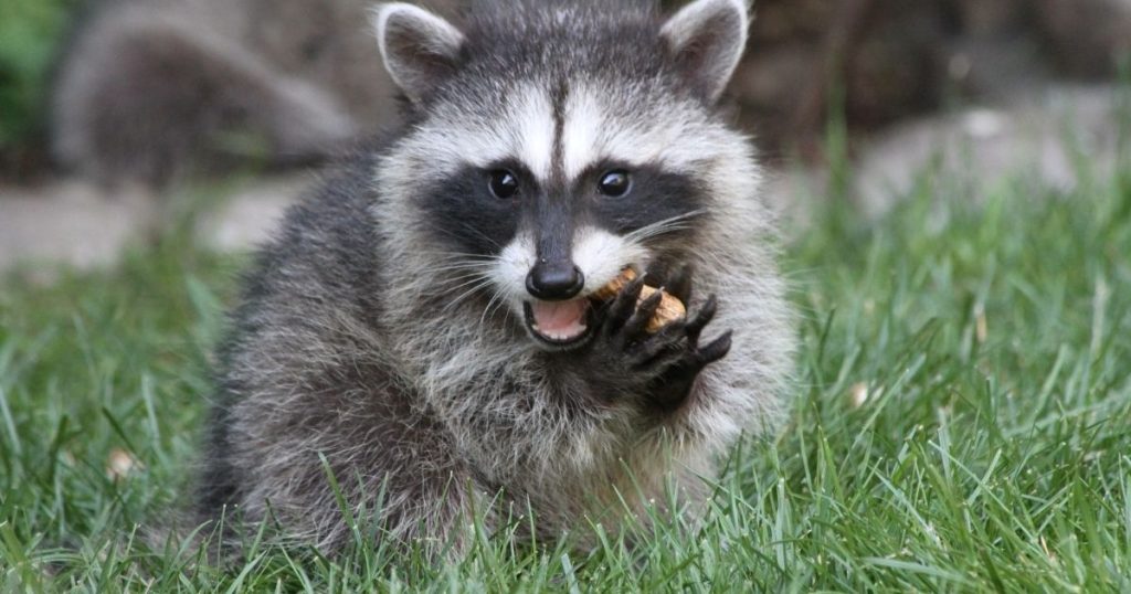 Urgent Raccoon Removal Indicators: Signs It's Time to Act